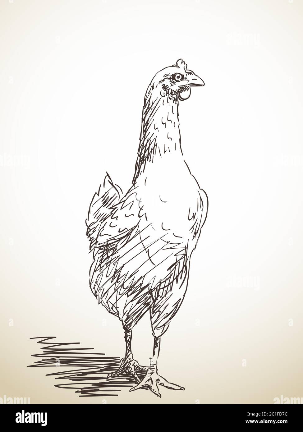 Sketch of chicken, Hand drawn illustration Stock Vector Image & Art - Alamy