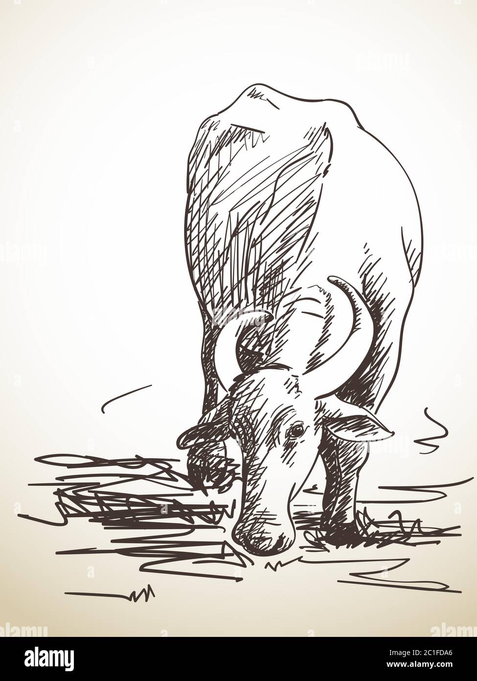 Sketch of grazing buffalo, Hand drawn illustration Stock Vector Image ...