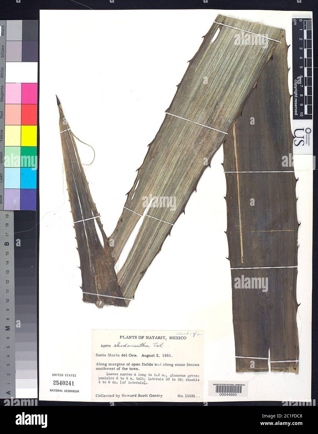 Agave rhodacantha Trel Agave rhodacantha Trel Stock Photo - Alamy