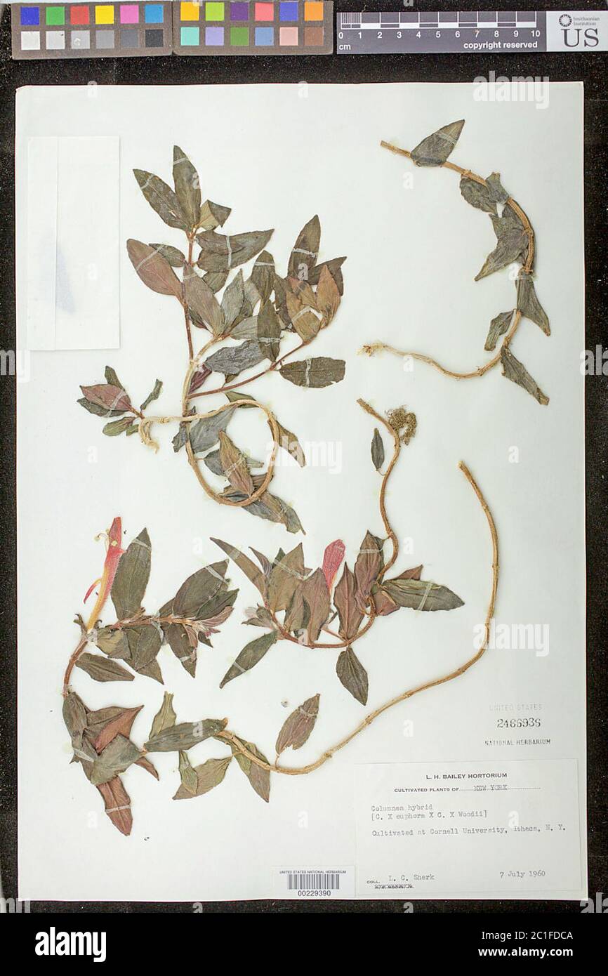 Columnea x hybrid Columnea x hybrid Stock Photo - Alamy