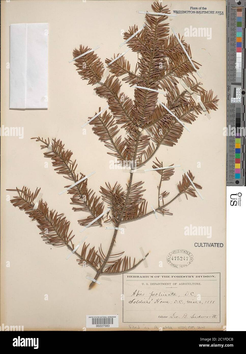 Abies alba Mill Abies alba Mill Stock Photo - Alamy