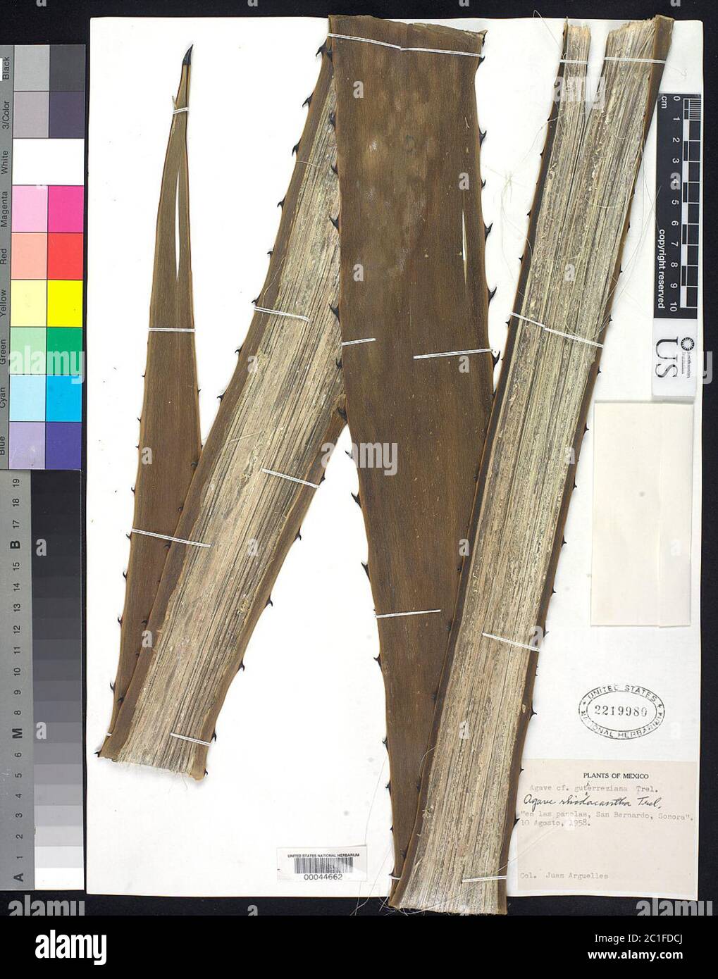 Agave rhodacantha Trel Agave rhodacantha Trel Stock Photo - Alamy