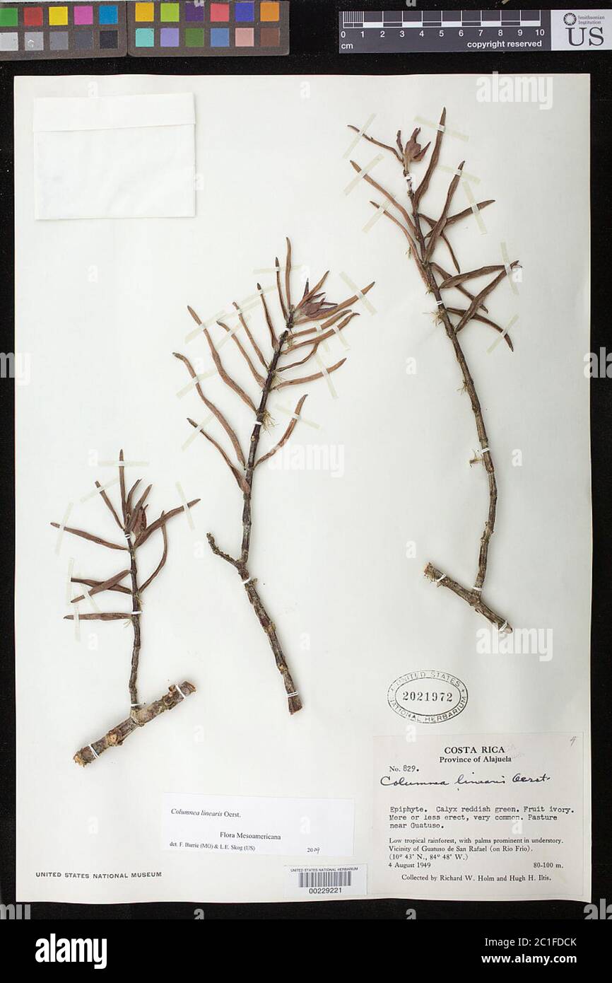 Columnea linearis Oerst Columnea linearis Oerst Stock Photo - Alamy