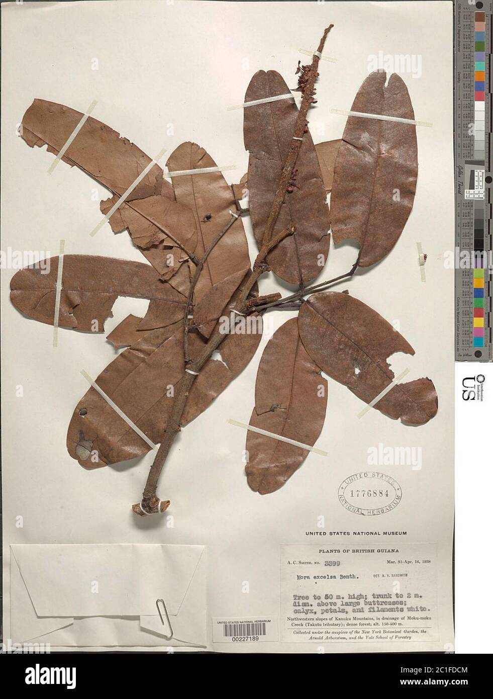 Mora excelsa Benth Mora excelsa Benth Stock Photo - Alamy