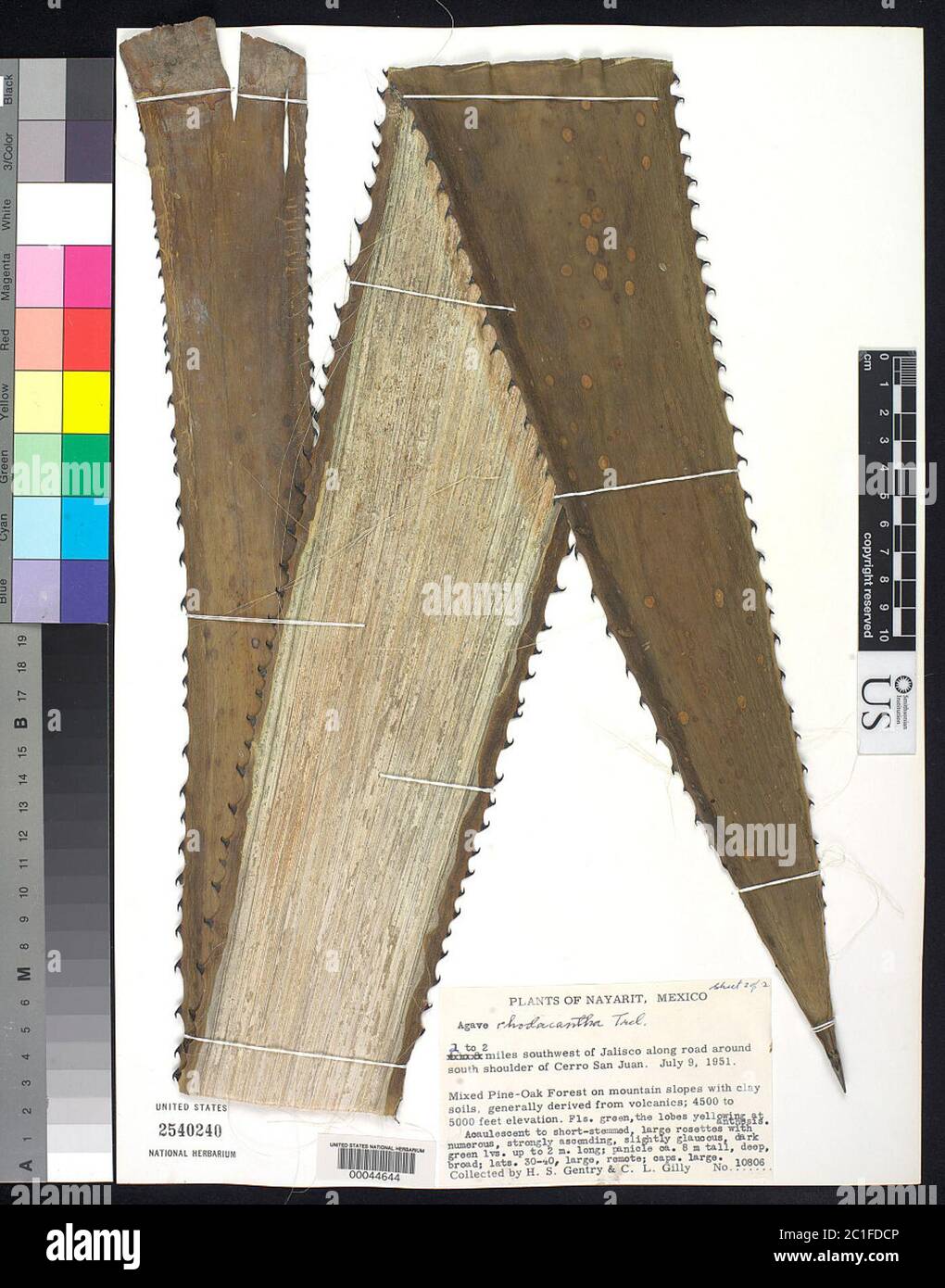 Agave rhodacantha Trel Agave rhodacantha Trel Stock Photo - Alamy