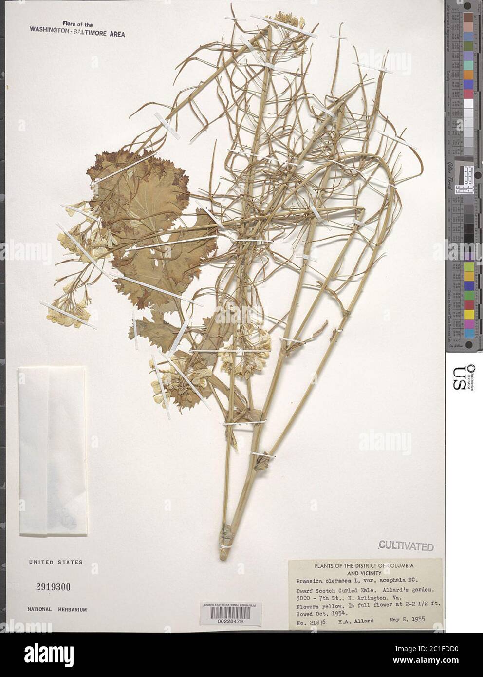 Brassica oleracea var acephala DC Brassica oleracea var acephala DC ...