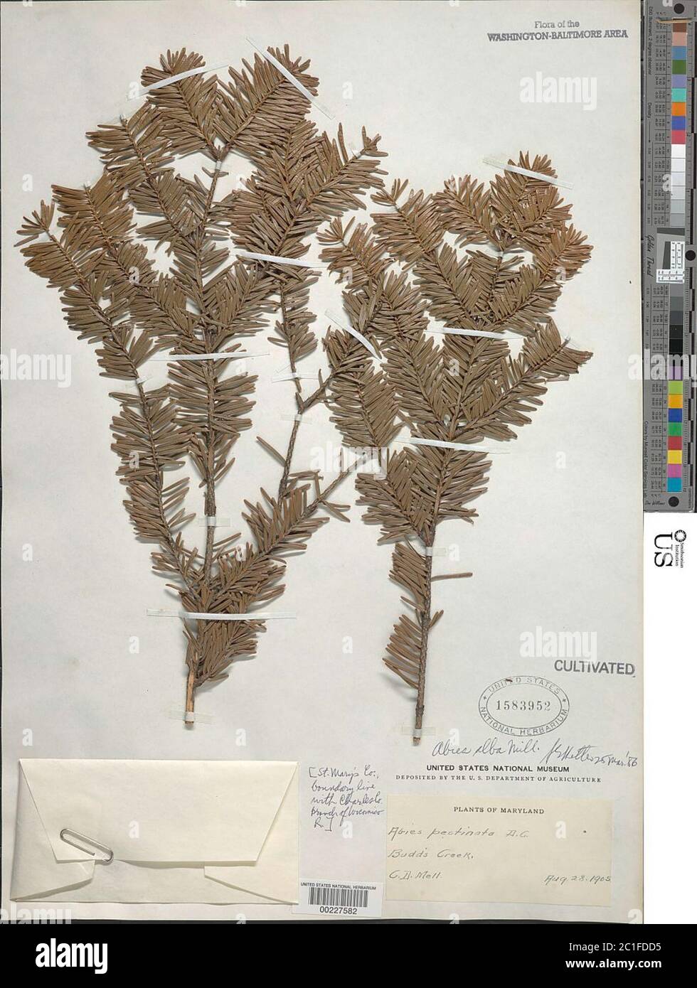 Abies alba Mill Abies alba Mill Stock Photo - Alamy