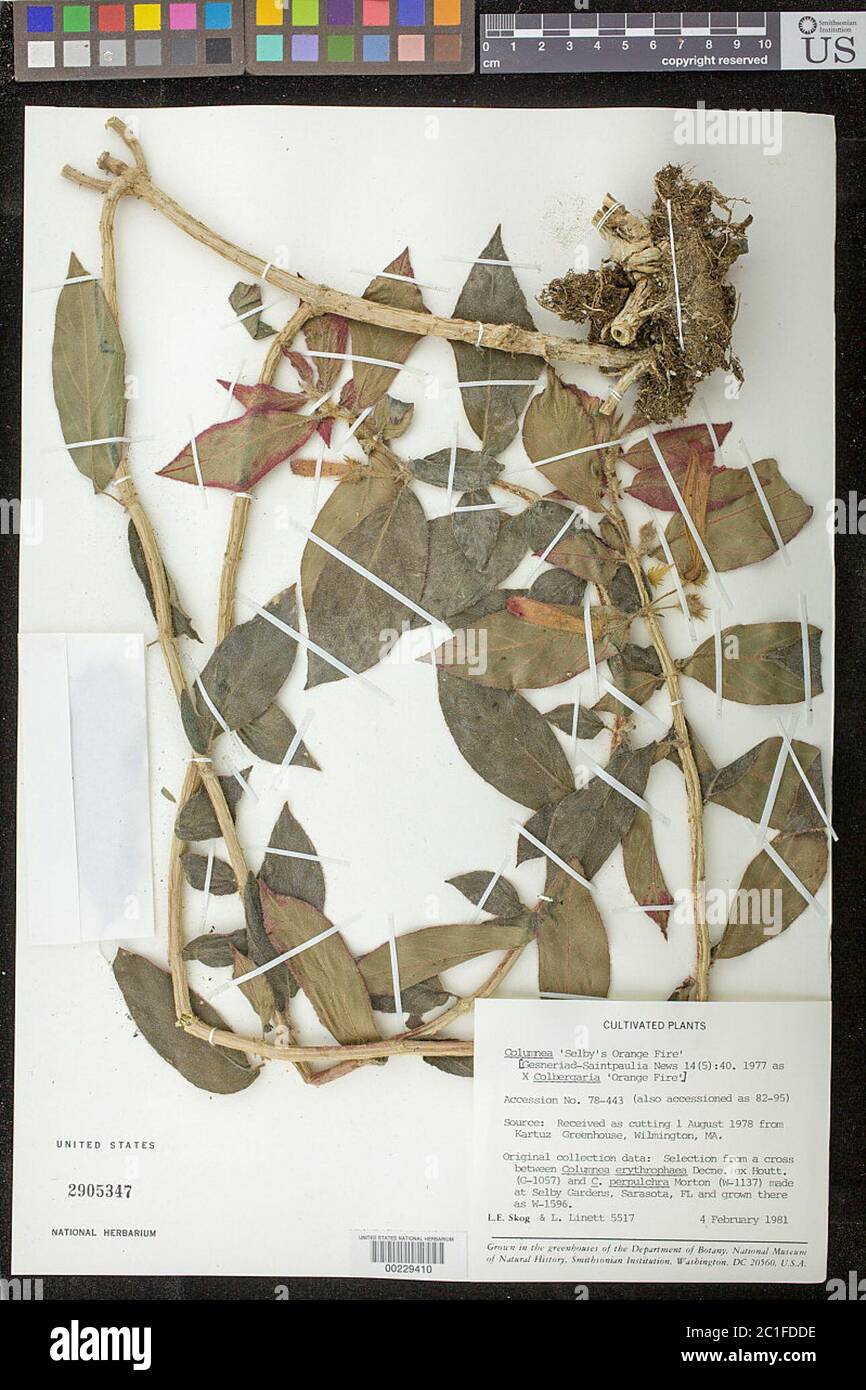 Columnea Selbys Orange Fire Columnea Selbys Orange Fire Stock Photo - Alamy