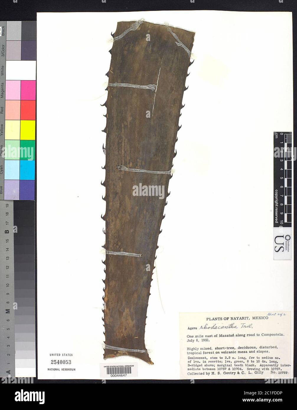 Agave rhodacantha Trel Agave rhodacantha Trel Stock Photo - Alamy