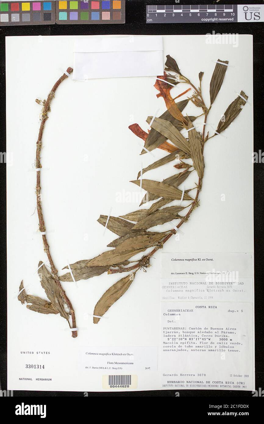 Columnea magnifica Klotzsch ex Oerst Columnea magnifica Klotzsch ex ...