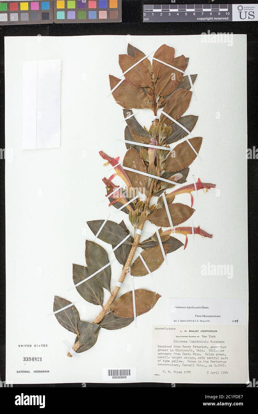 Columnea lepidocaula Hanst Columnea lepidocaula Hanst Stock Photo - Alamy