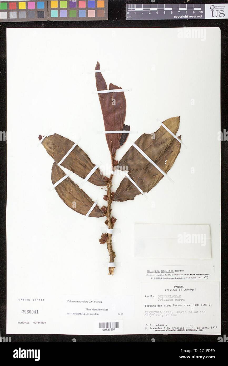 Columnea maculata CV Morton Columnea maculata CV Morton Stock Photo - Alamy