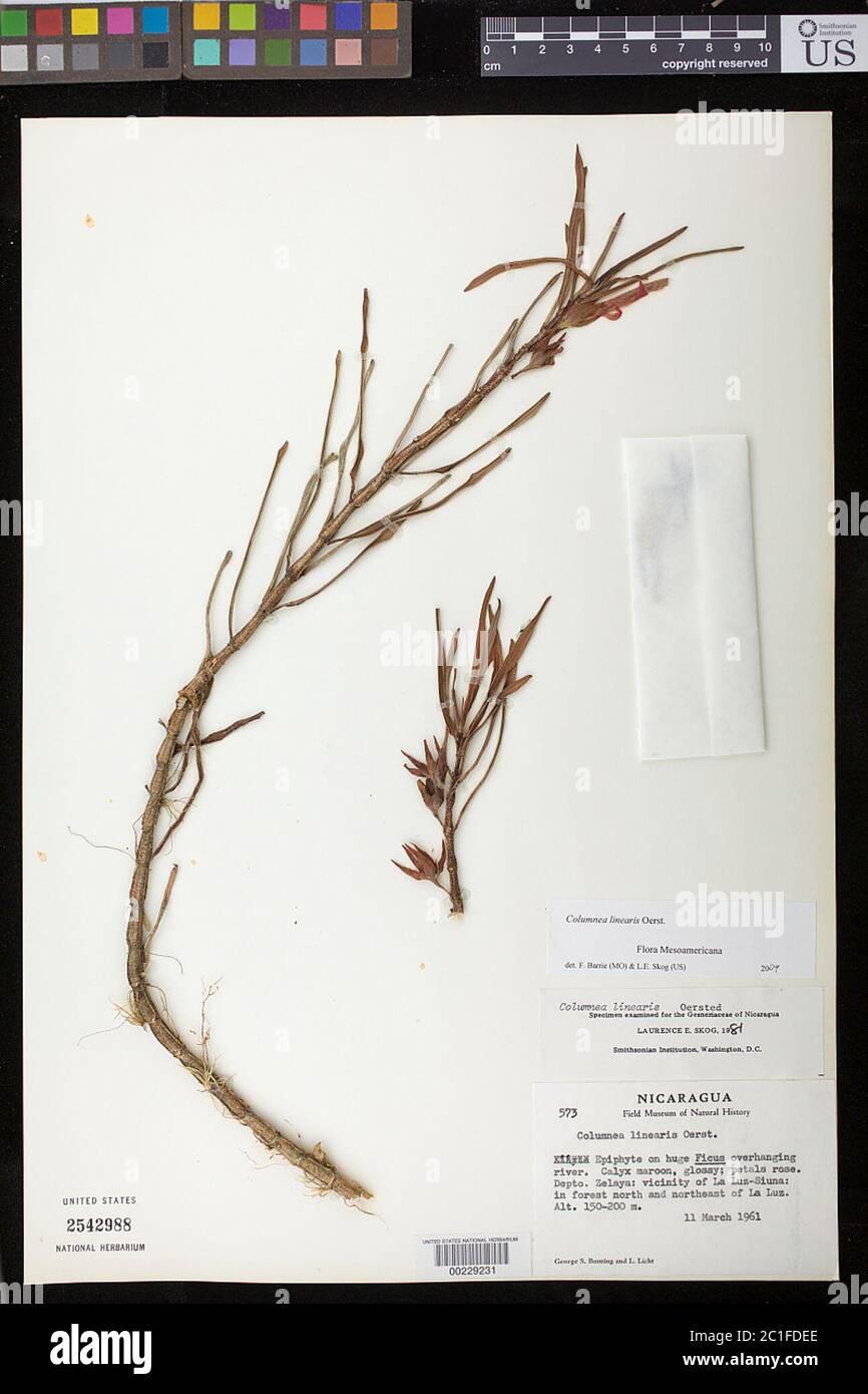 Columnea linearis Oerst Columnea linearis Oerst Stock Photo - Alamy