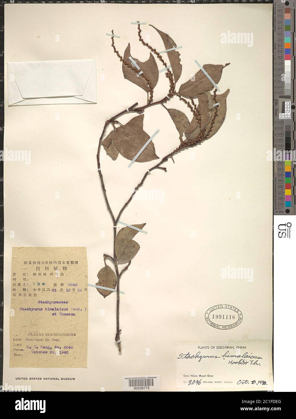 Himalaicus hi-res stock photography and images - Alamy