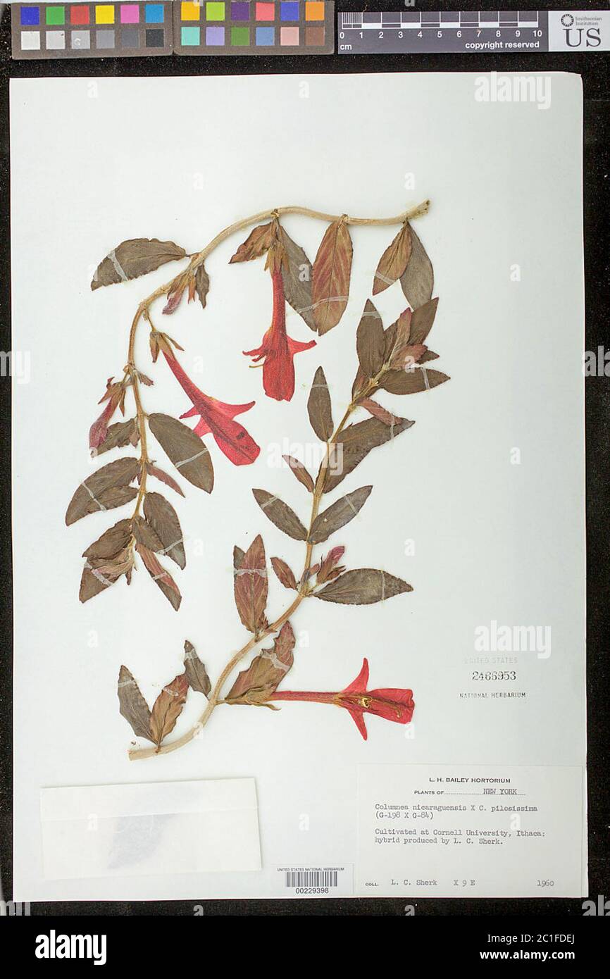 Columnea x hybrid Columnea x hybrid Stock Photo - Alamy