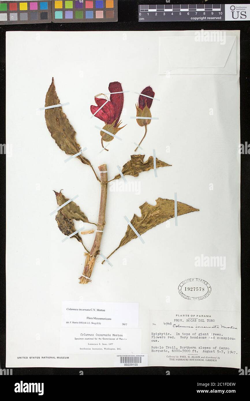 Columnea incarnata CV Morton Columnea incarnata CV Morton Stock Photo ...