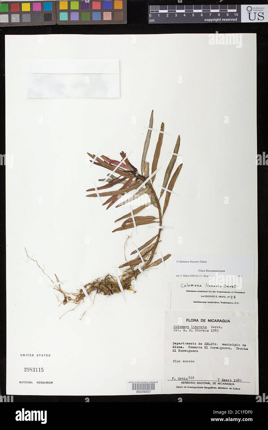 Columnea linearis Oerst Columnea linearis Oerst Stock Photo - Alamy