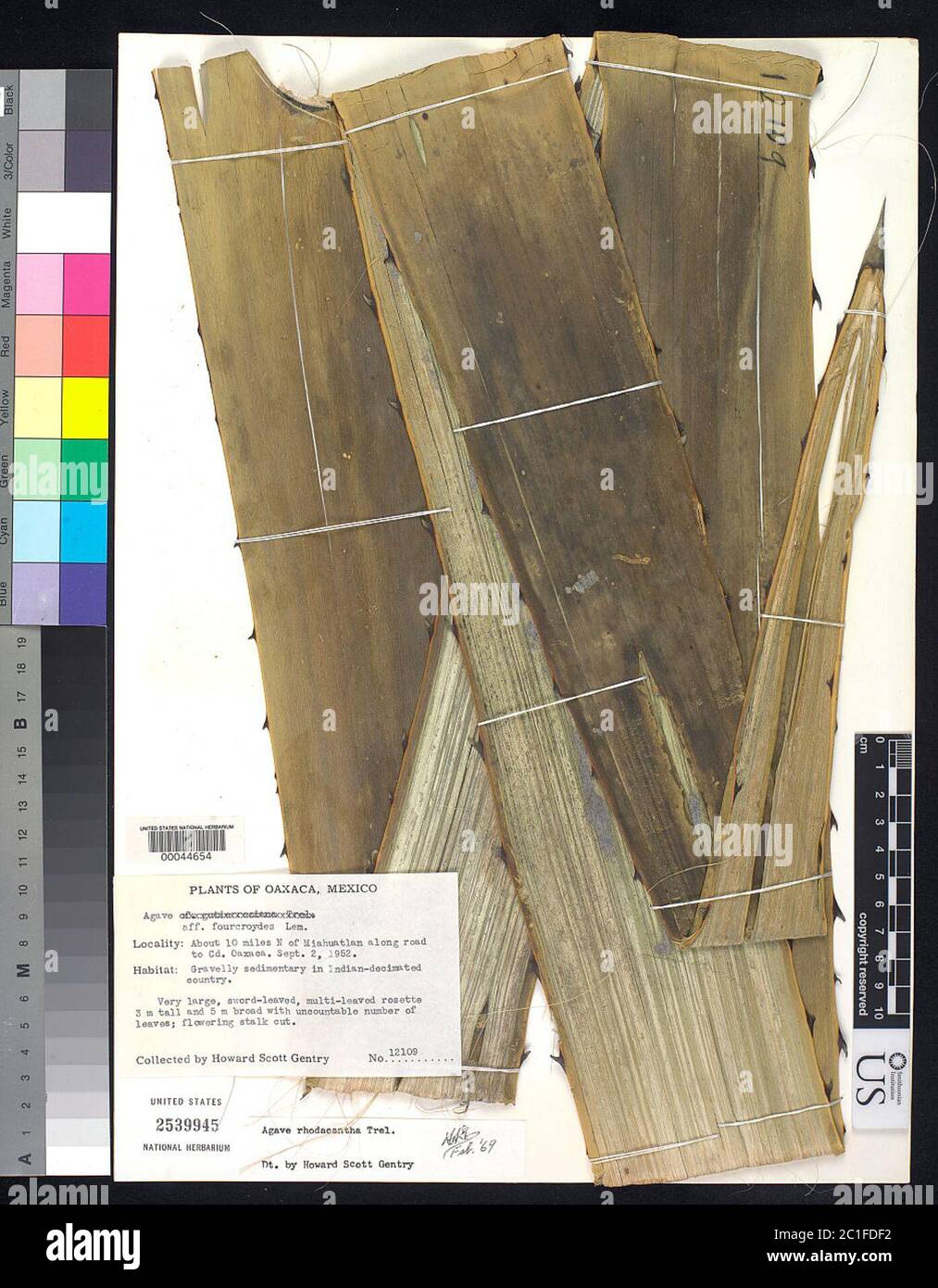 Agave rhodacantha Trel Agave rhodacantha Trel Stock Photo - Alamy