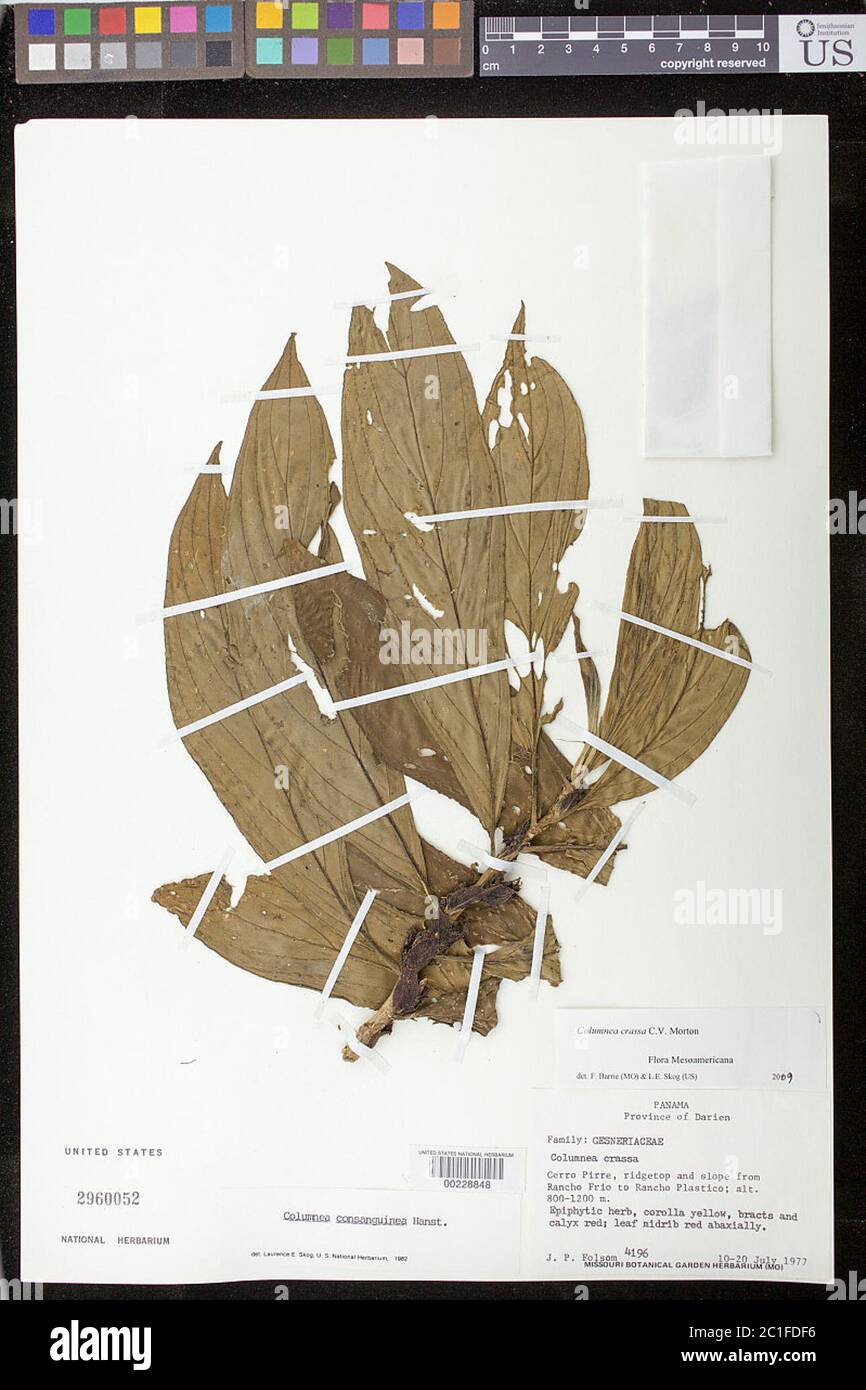 Columnea crassa CV Morton Columnea crassa CV Morton Stock Photo - Alamy