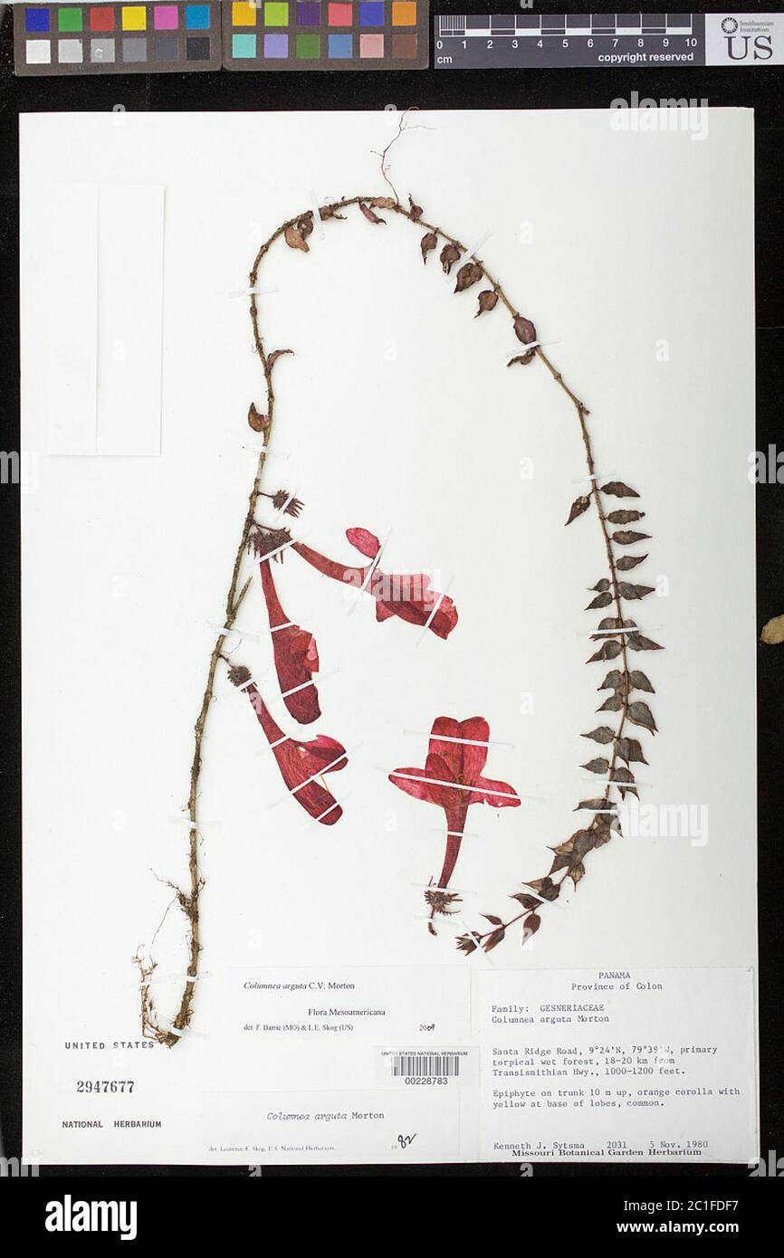 Columnea arguta CV Morton Columnea arguta CV Morton Stock Photo - Alamy