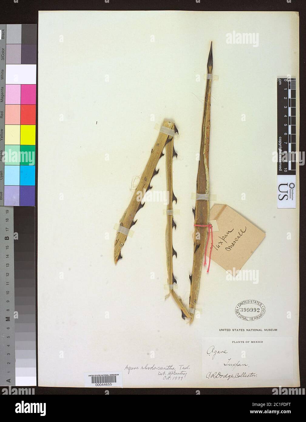 Agave rhodacantha Trel Agave rhodacantha Trel Stock Photo - Alamy