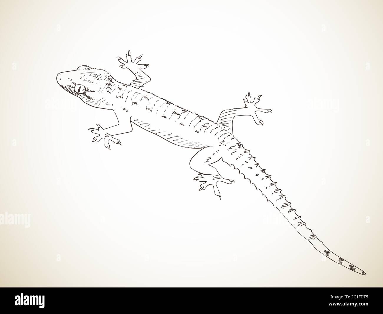 Sketch of gecko, Hand drawn illustration Stock Vector Image & Art - Alamy