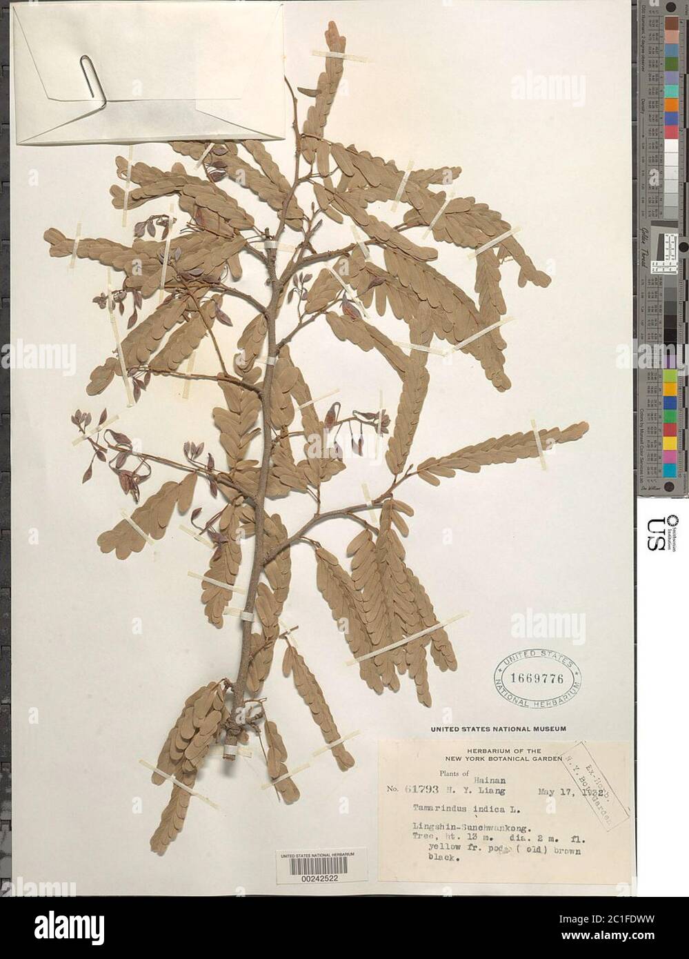 Tamarindus indica L Tamarindus indica L Stock Photo - Alamy