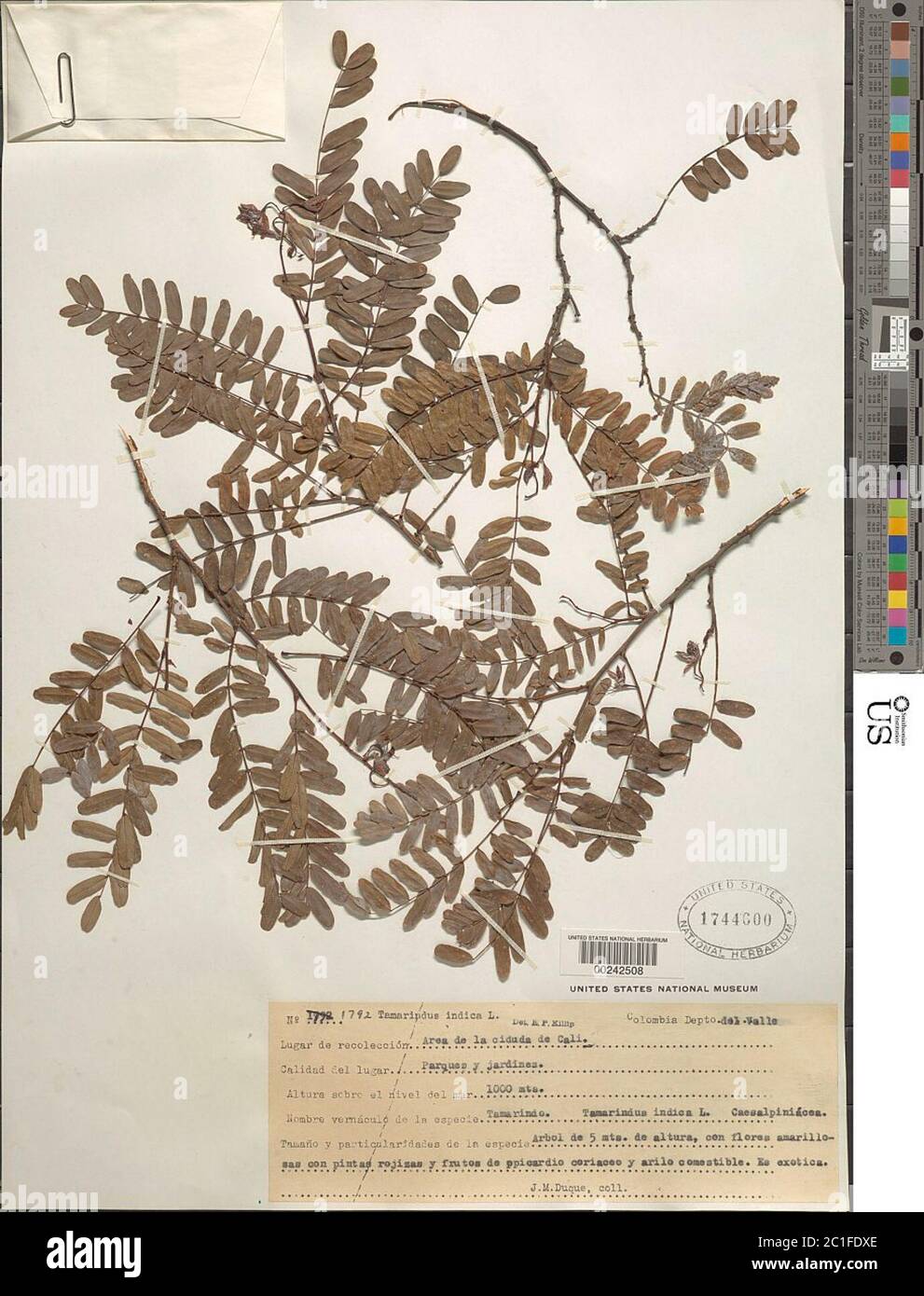 Tamarindus indica L Tamarindus indica L Stock Photo - Alamy