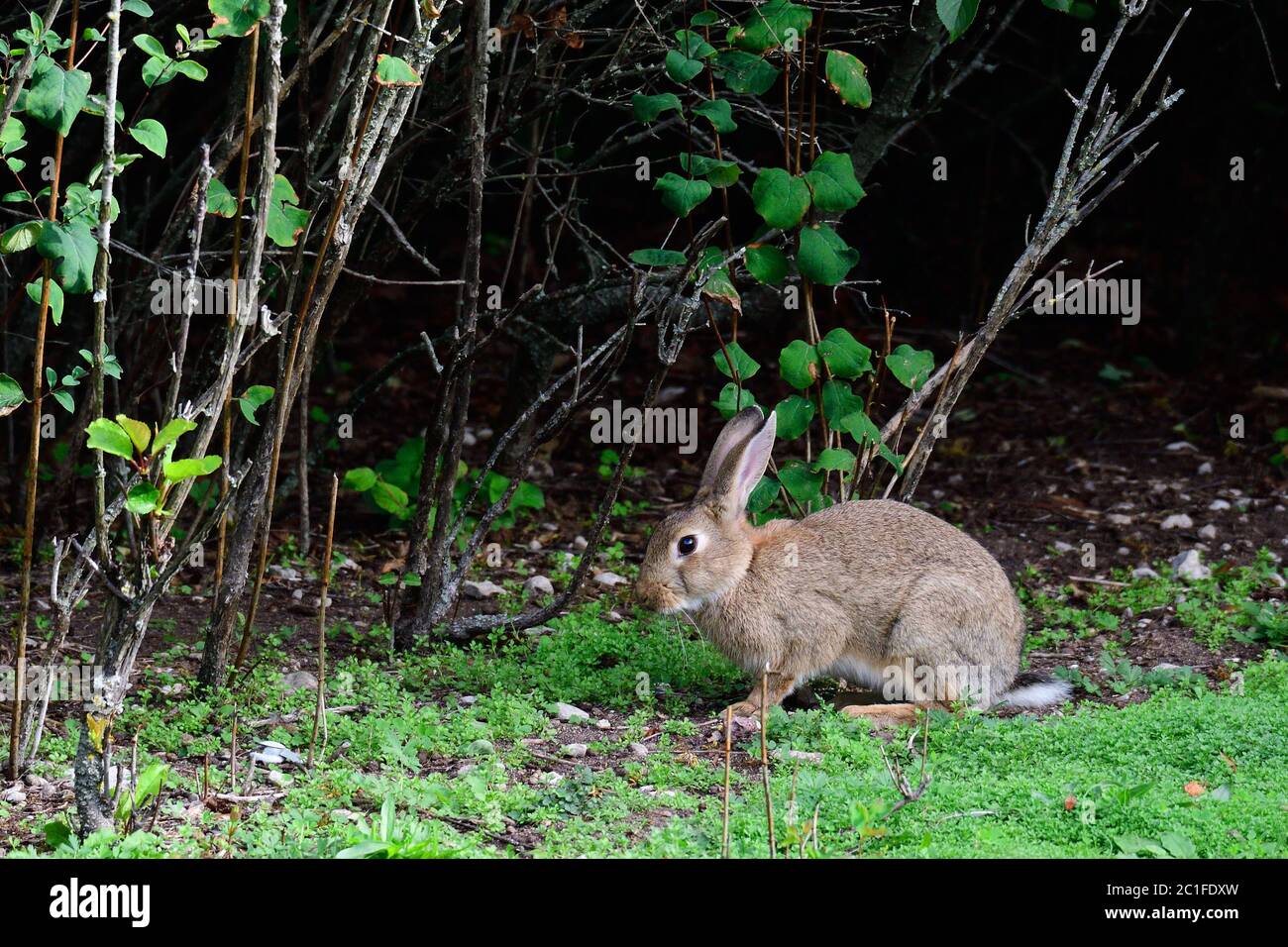 Rabbit bush hi-res stock photography and images - Alamy