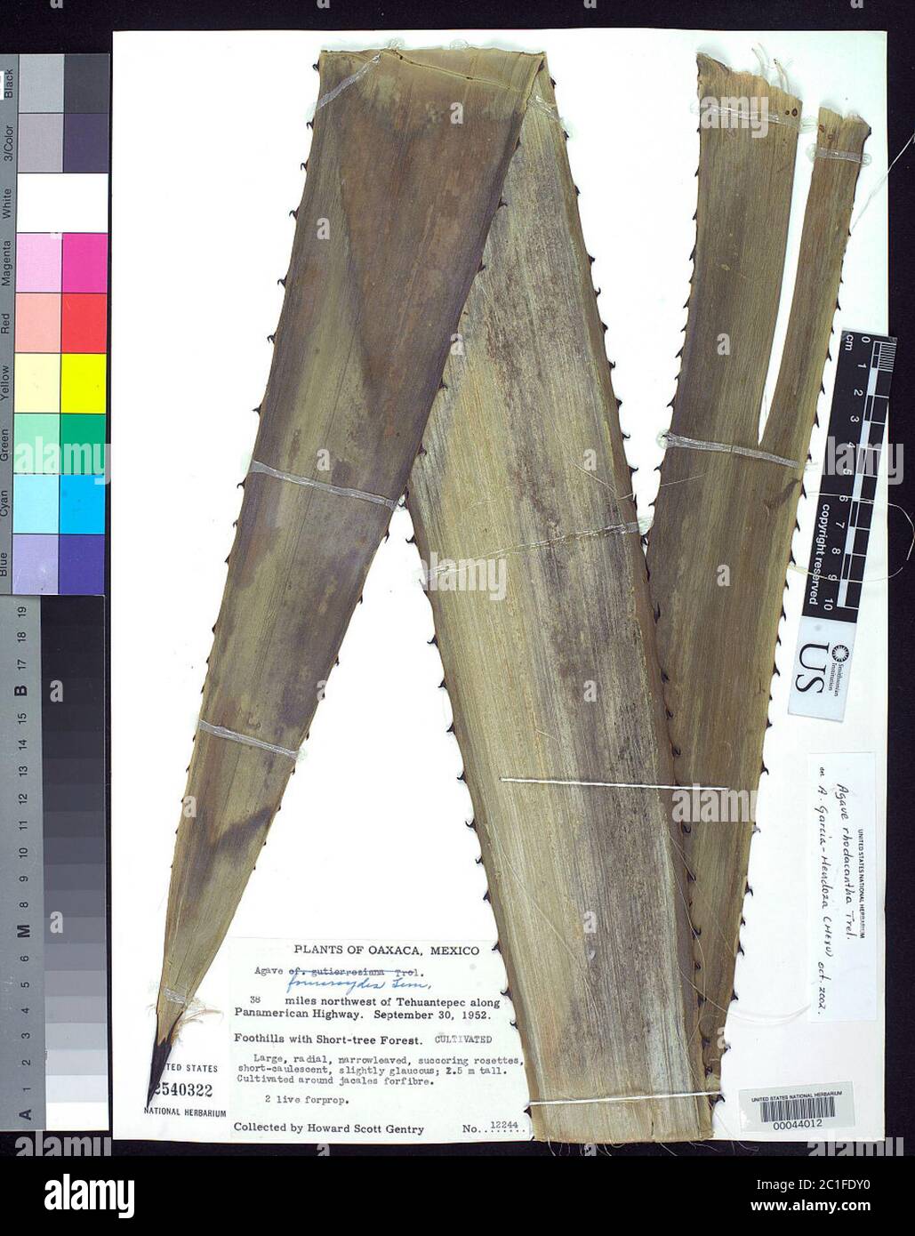 Agave rhodacantha Trel Agave rhodacantha Trel Stock Photo - Alamy