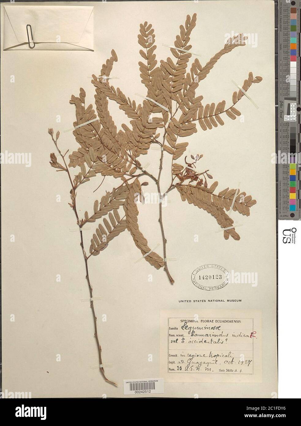 Tamarindus indica L Tamarindus indica L Stock Photo - Alamy