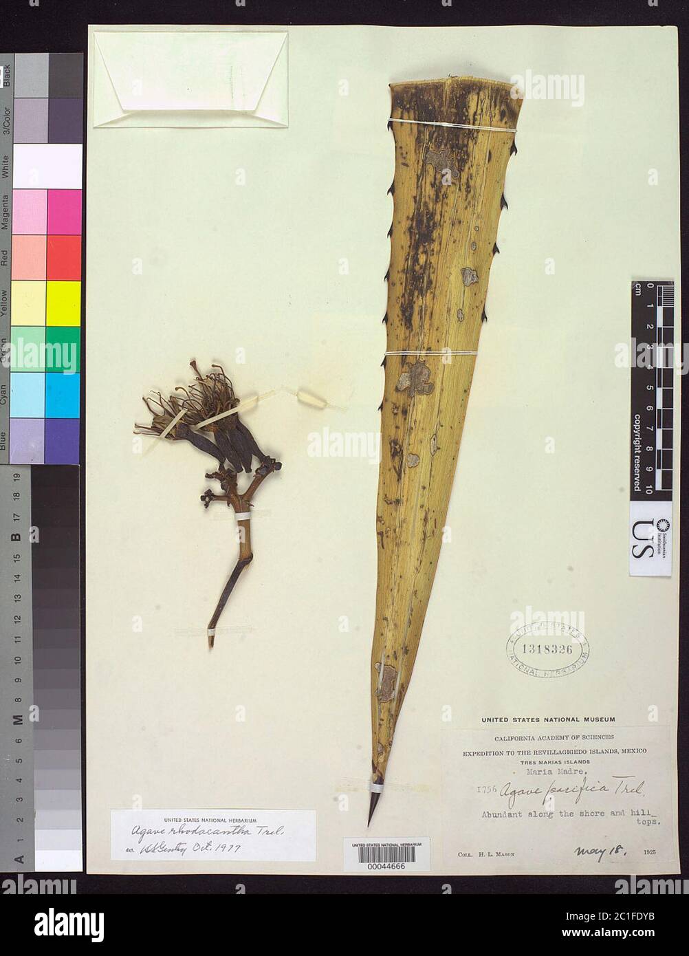 Agave rhodacantha Trel Agave rhodacantha Trel Stock Photo - Alamy