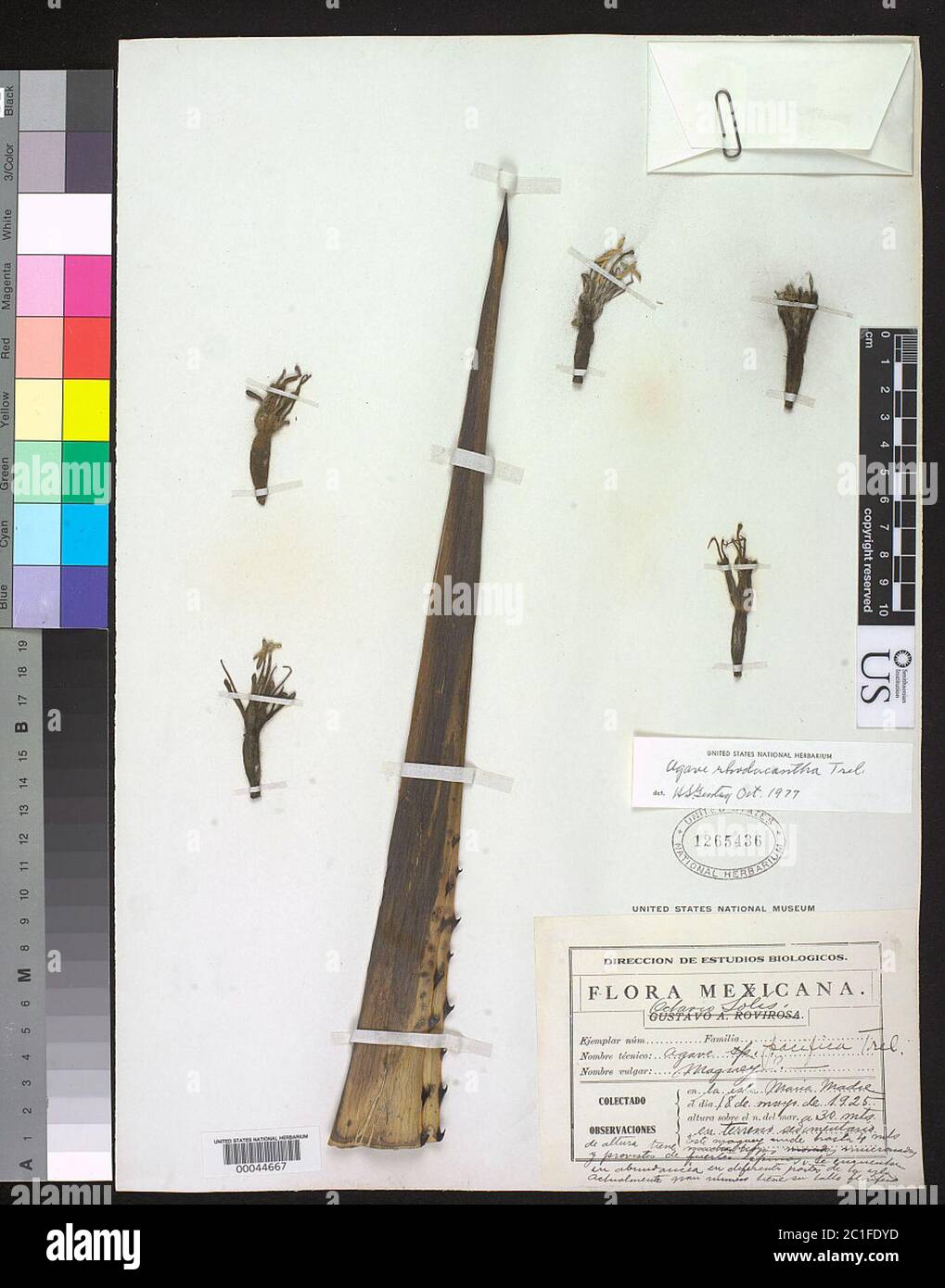 Agave rhodacantha Trel Agave rhodacantha Trel Stock Photo - Alamy