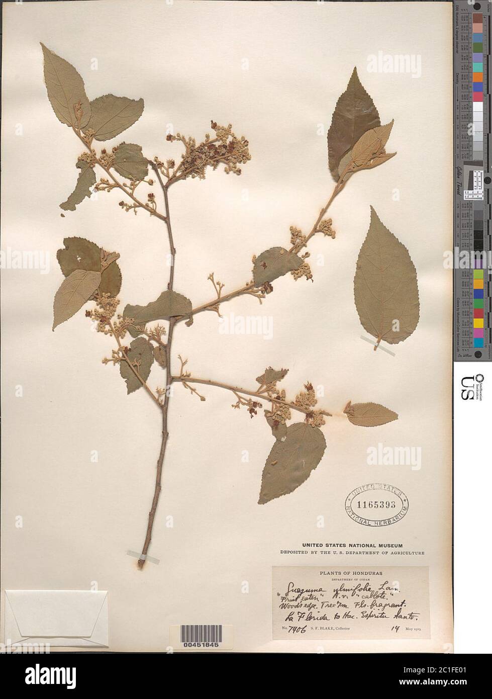 Guazuma ulmifolia Lam Guazuma ulmifolia Lam Stock Photo - Alamy