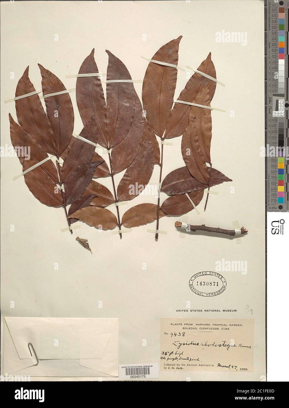 Lysidice hi-res stock photography and images - Alamy