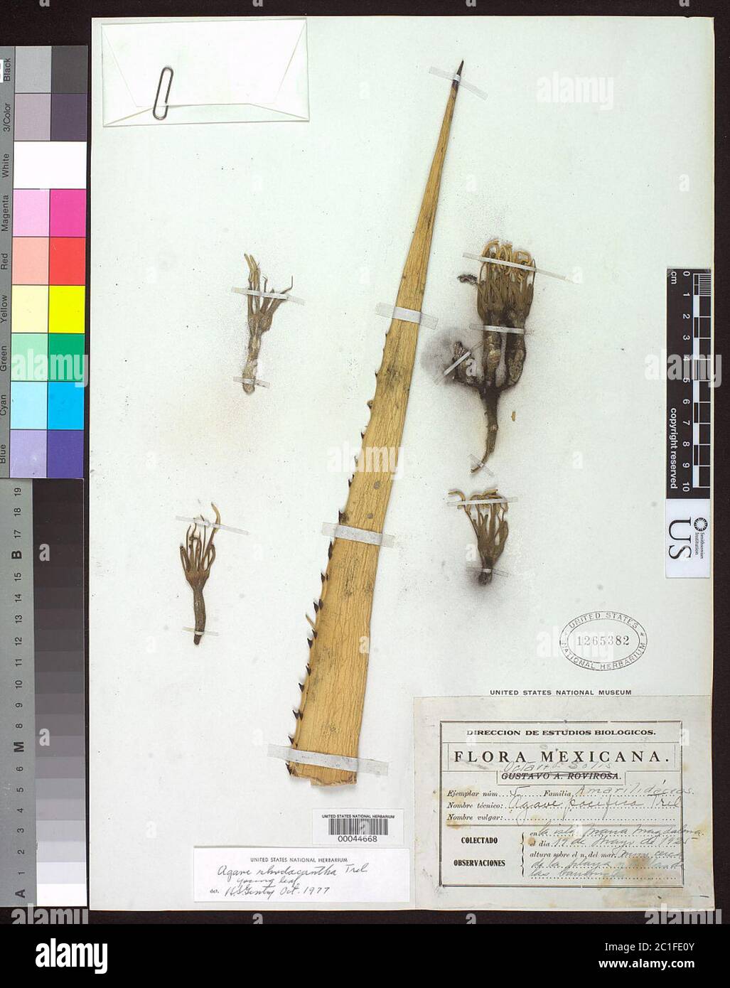 Agave rhodacantha Trel Agave rhodacantha Trel Stock Photo - Alamy