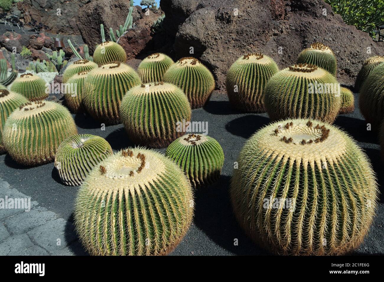 Ball cacti, Lanzarote Stock Photo - Alamy