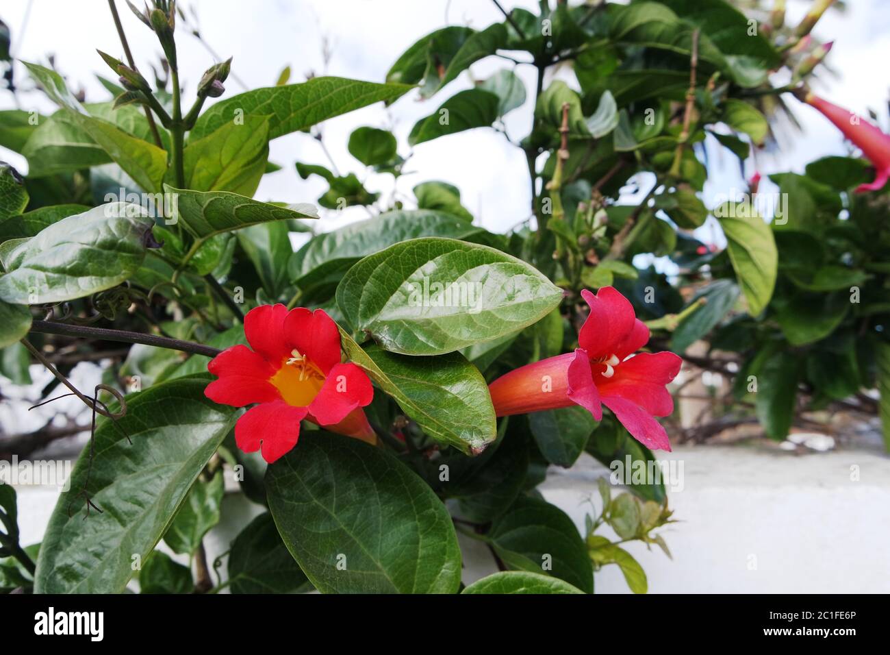 Red flowering tendril Stock Photo - Alamy