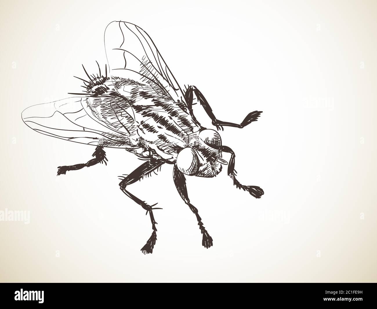 Sketch of fly, Hand drawn illustration Stock Vector Image & Art - Alamy