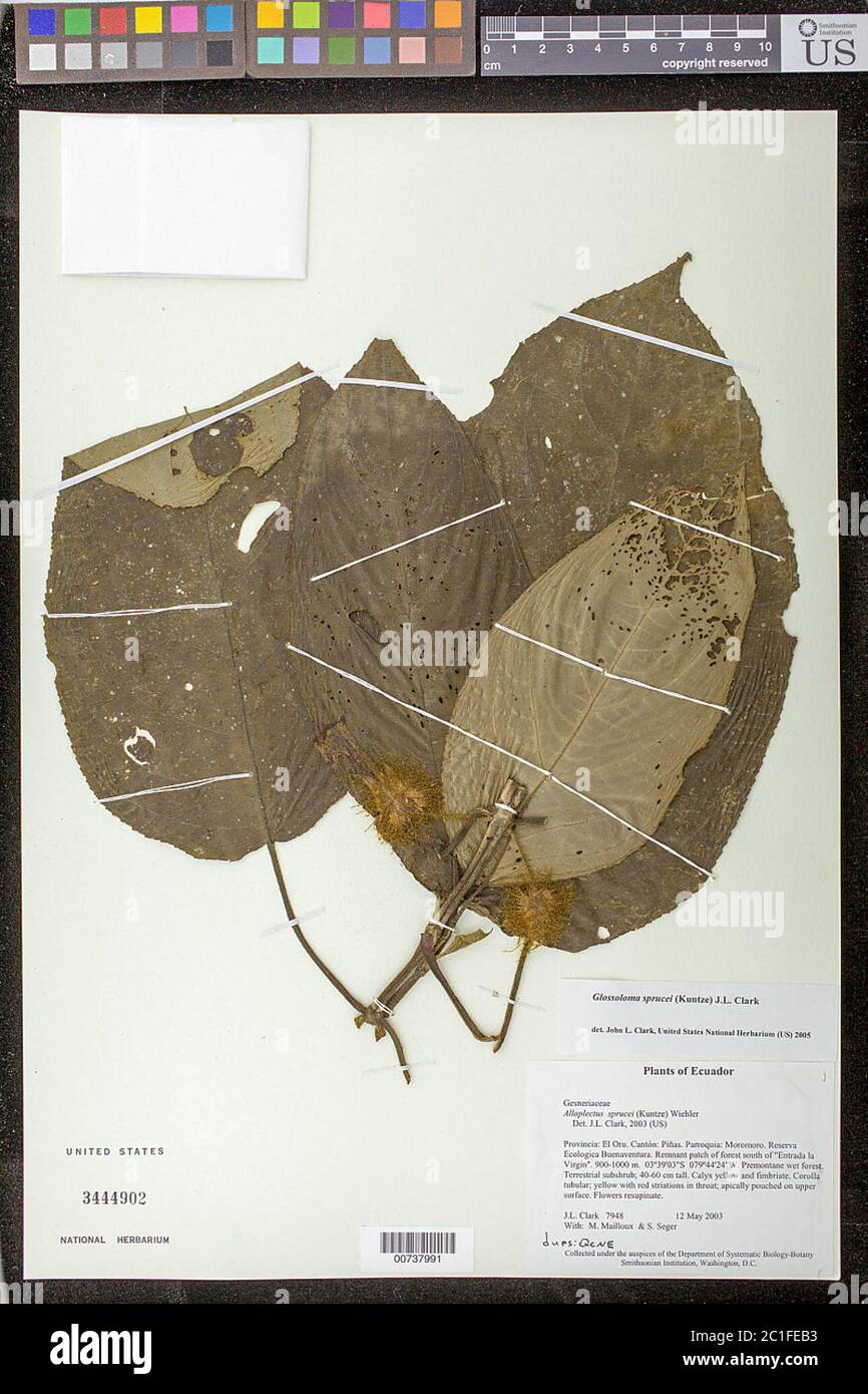 Glossoloma sprucei Kuntze JL Clark Glossoloma sprucei Kuntze JL Clark ...