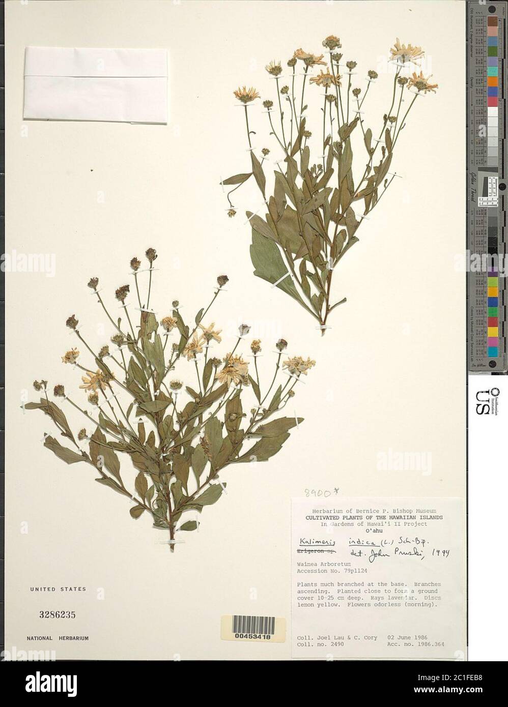 Kalimeris indica L Sch Bip Kalimeris indica L Sch Bip Stock Photo - Alamy