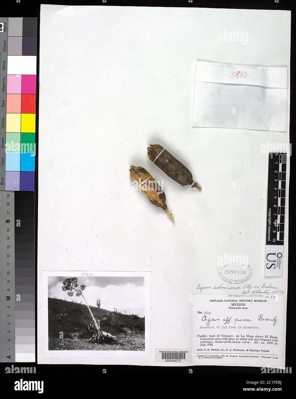 Agave salmiana Otto ex SalmDyck Agave salmiana Otto ex SalmDyck Stock ...