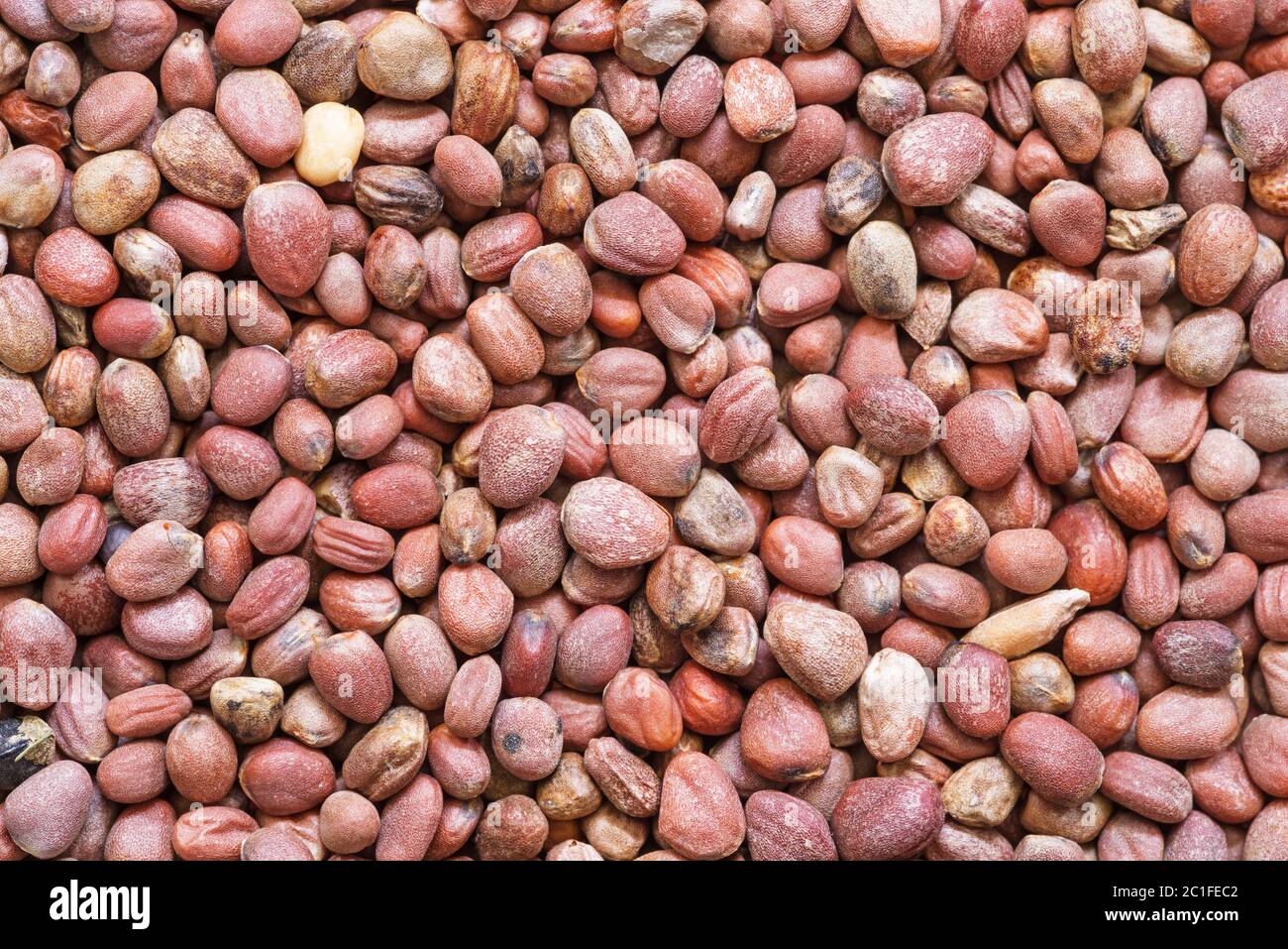 macro image of daikon or Raphanus sativus seeds Stock Photo - Alamy