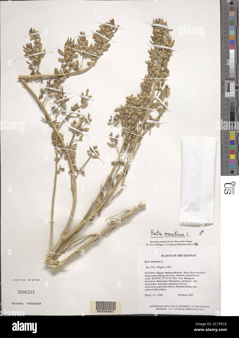 Batis maritima hi-res stock photography and images - Alamy