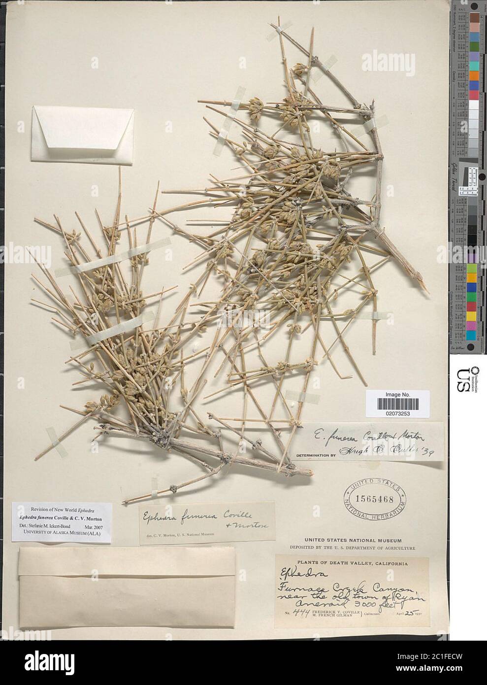 Ephedra funerea Coville CV Morton Ephedra funerea Coville CV Morton ...