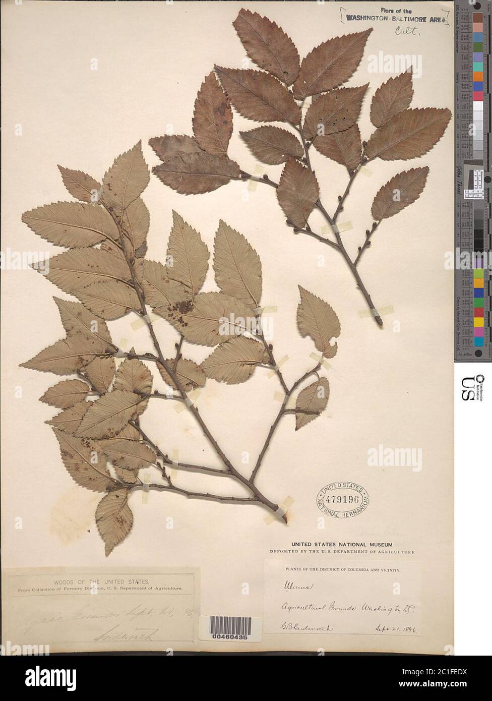 Ulmus sp Ulmus sp Stock Photo - Alamy