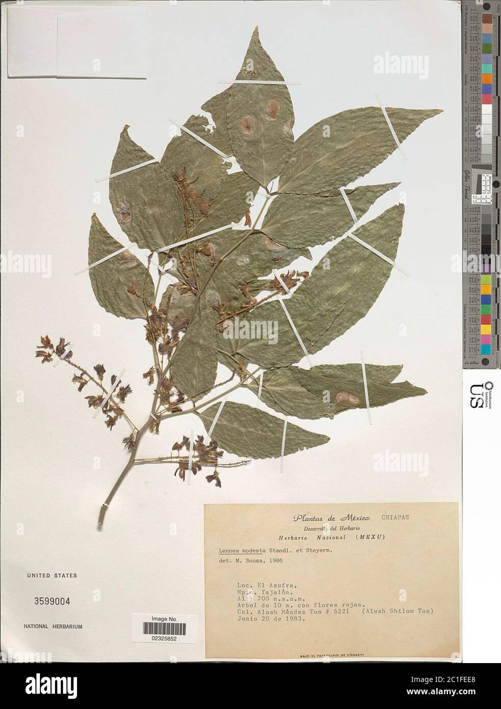 Lennea modesta Standl Steyerm Standl Steyerm Lennea modesta Standl ...