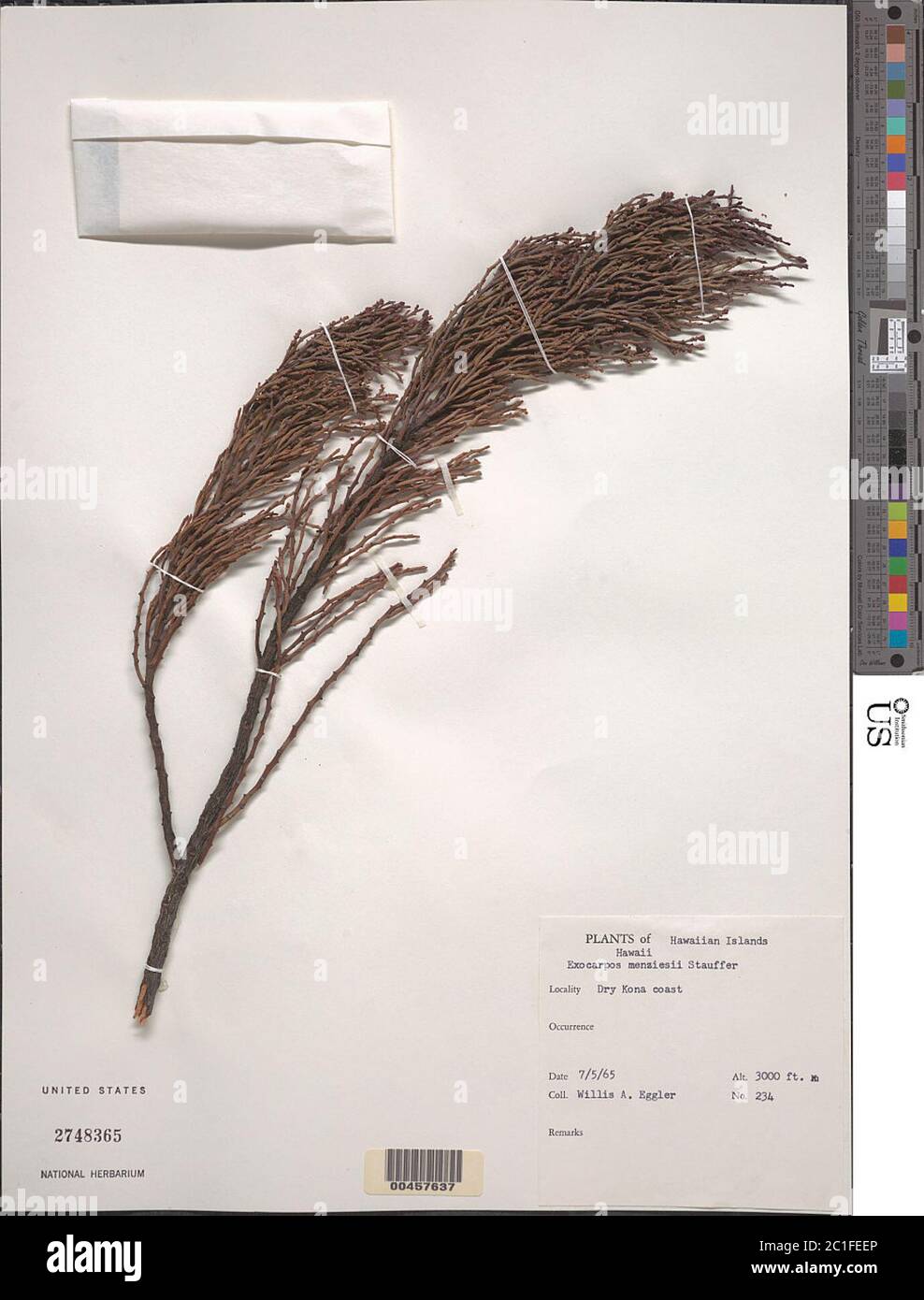 Exocarpus menziesii Stauffer Exocarpus menziesii Stauffer Stock Photo ...