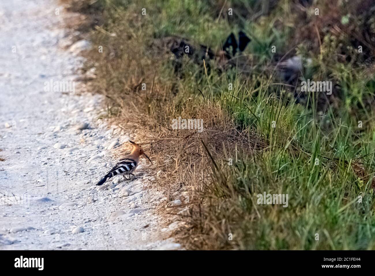 Eurasian hoopoe (Upupa epops) in Jim Corbett National Park, India Stock ...