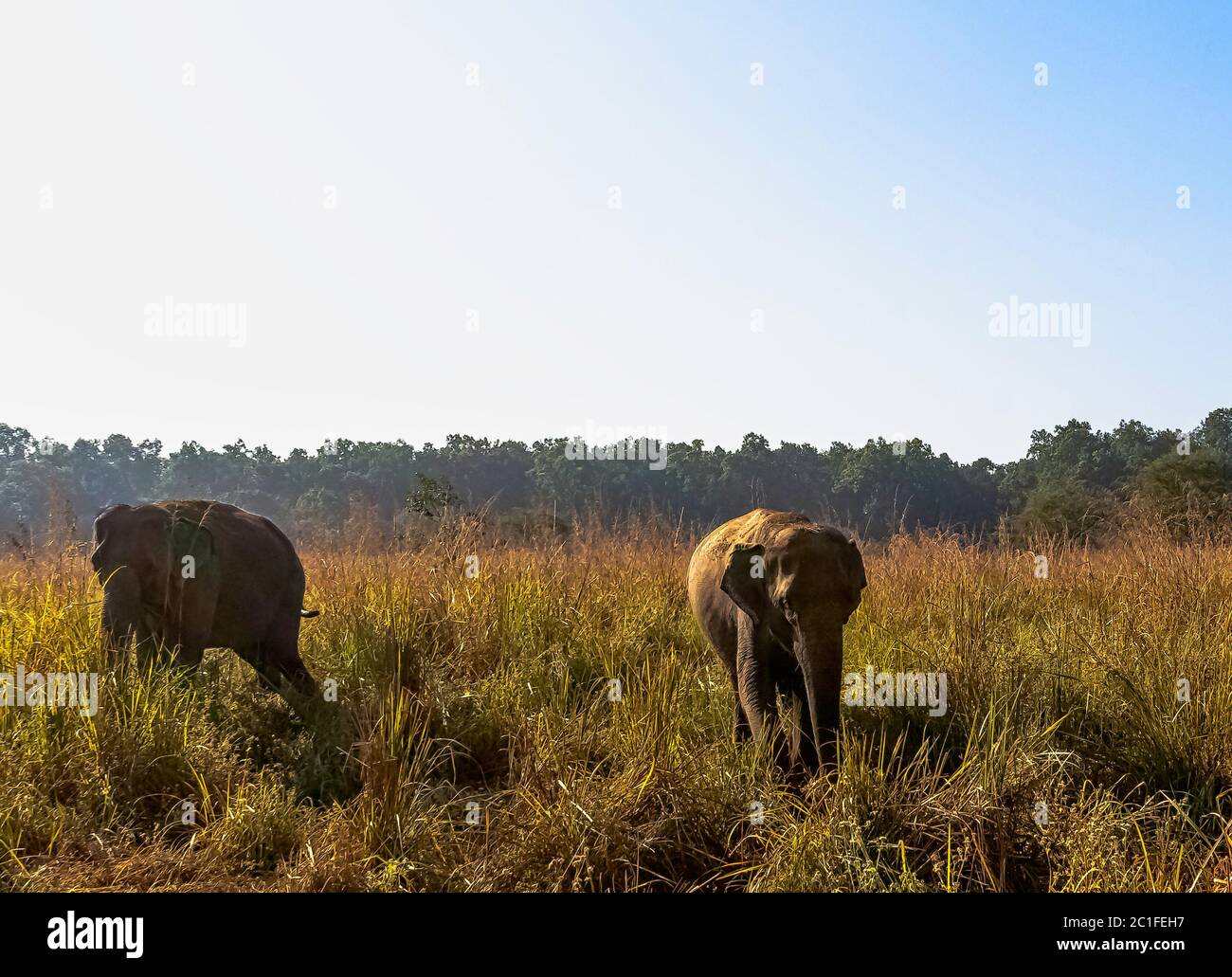 Indian subspecies hi-res stock photography and images - Alamy